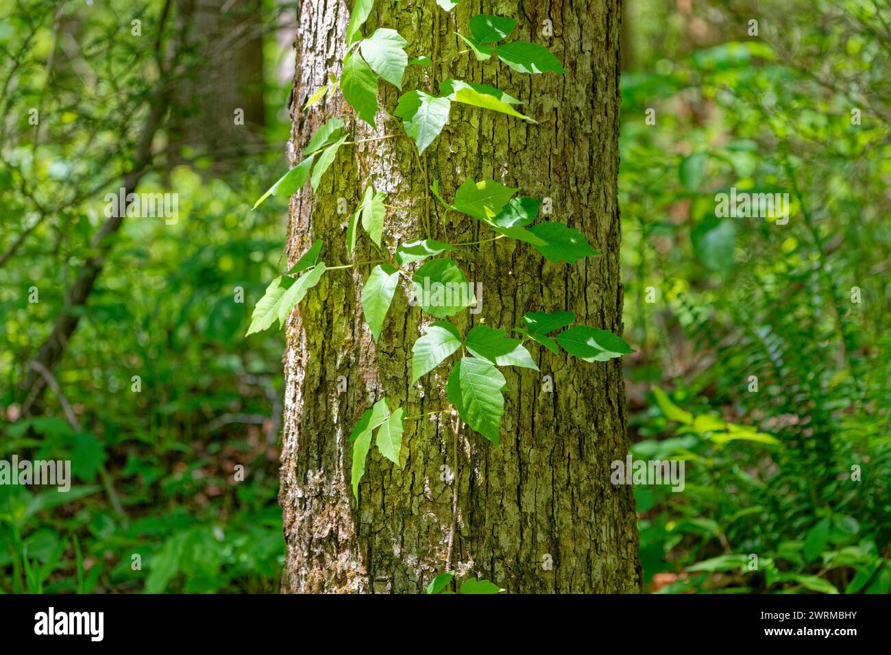 Poison ivy vine hi-res stock photography and images - Alamy