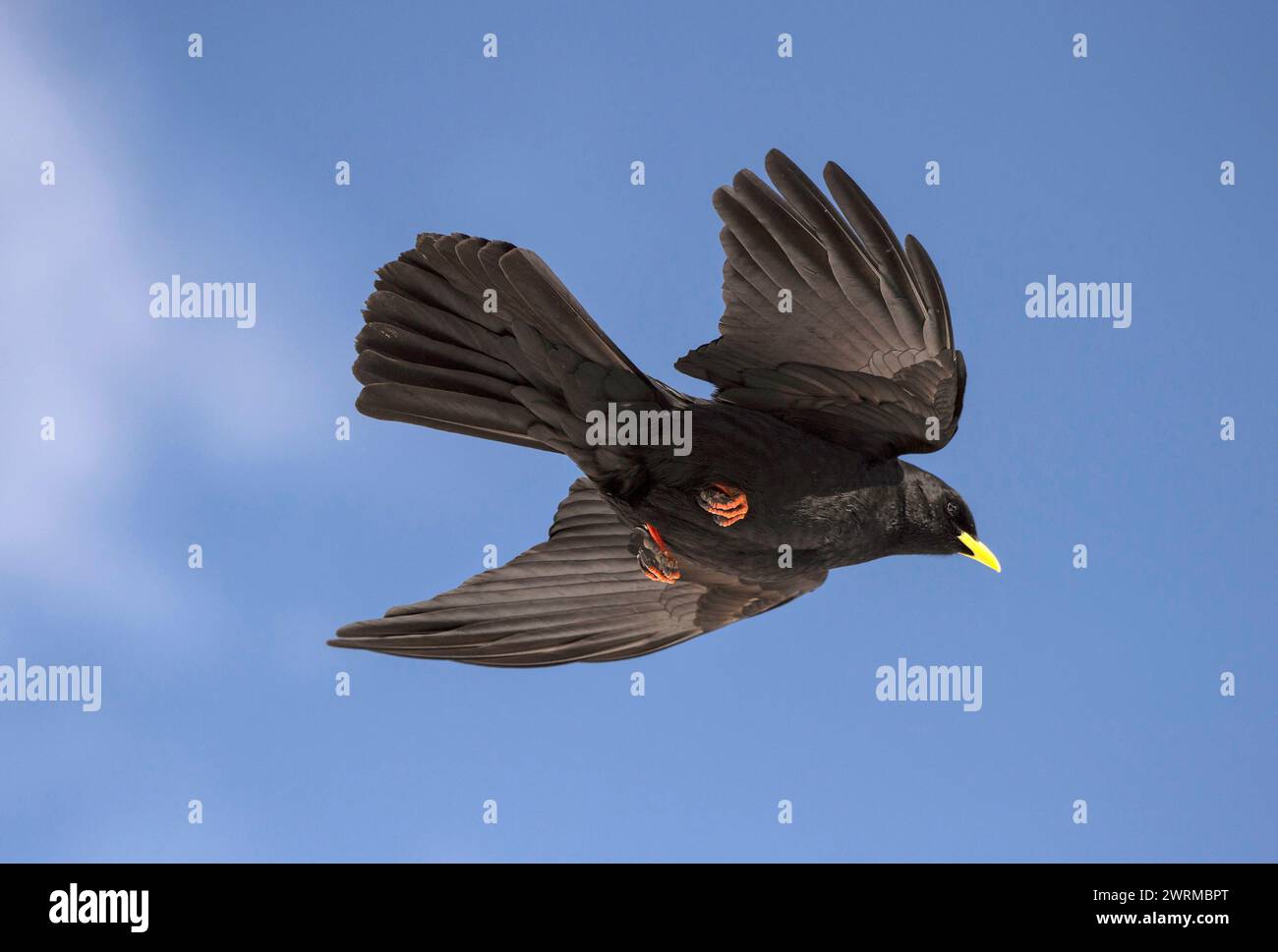 Alpine chough (Pyrrhocorax graculus) flying through the air, Valais ...