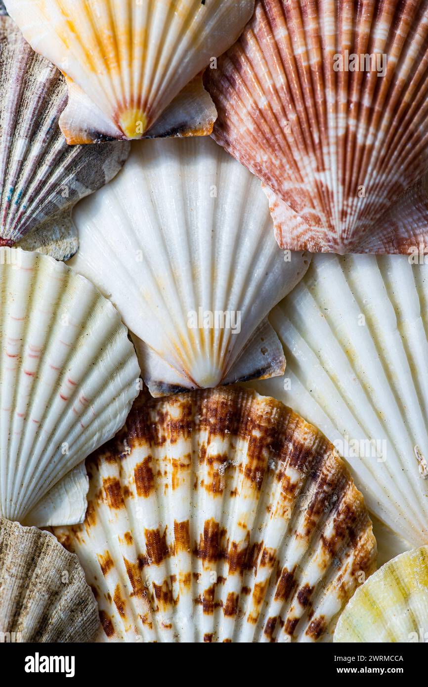 A close-up shot displaying a variety of colorful seashells with ...