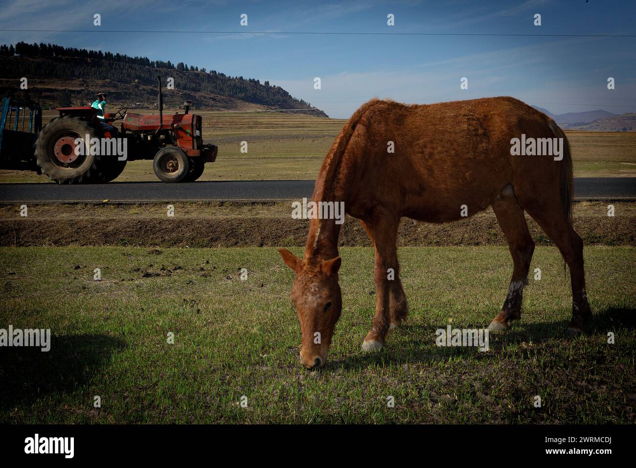 A tractor passes a horse grazing on the side of the road between Maseru ...