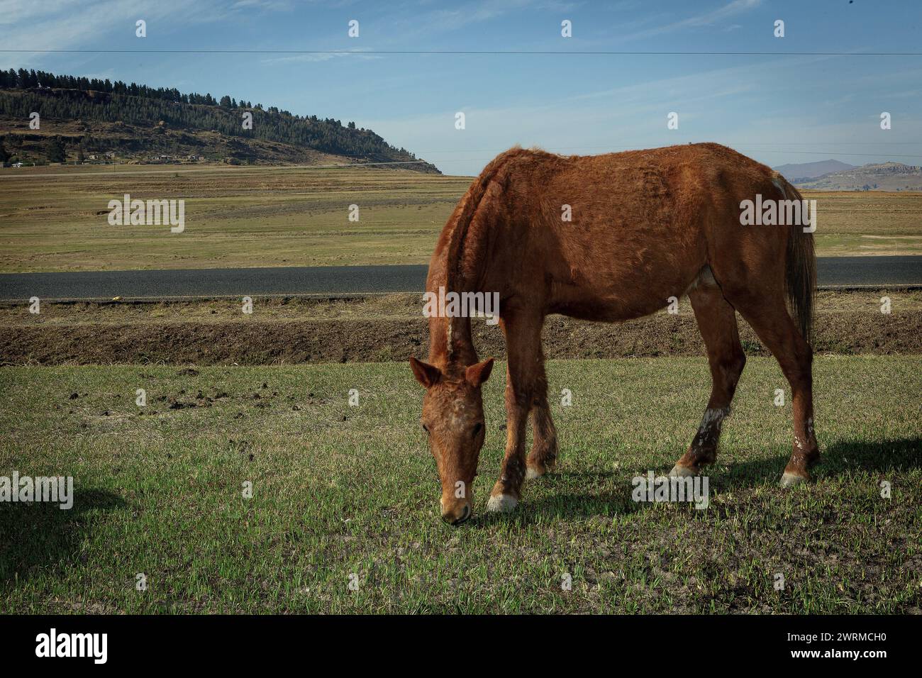 A horse grazing on the side of the road between Maseru and Katse Dam ...
