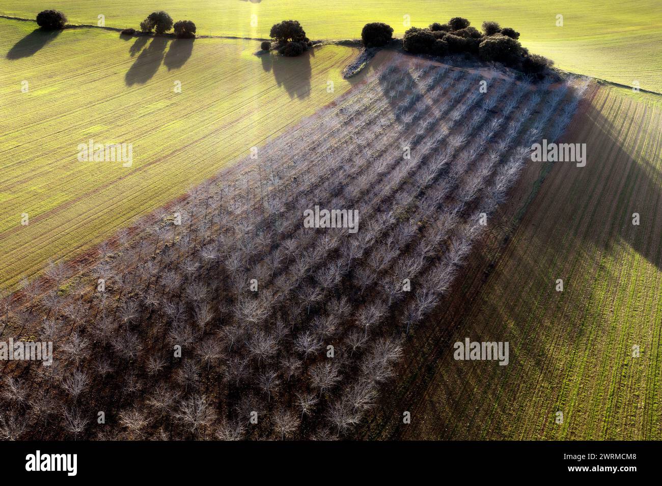 Aerial shot highlights the contrasting textures and colors of crop ...