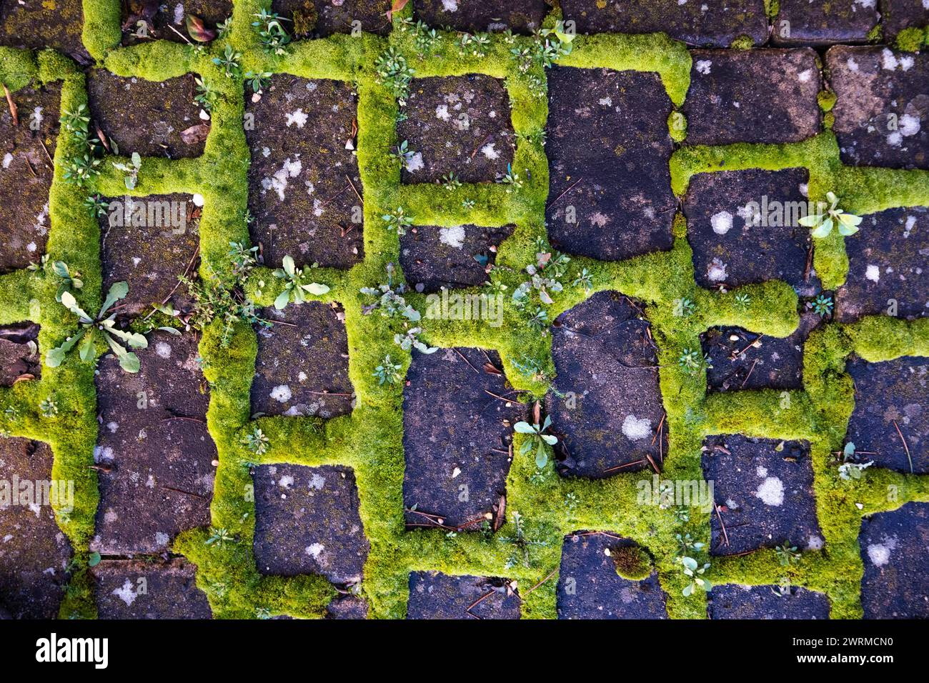 Pavement moss lichen hi-res stock photography and images - Alamy