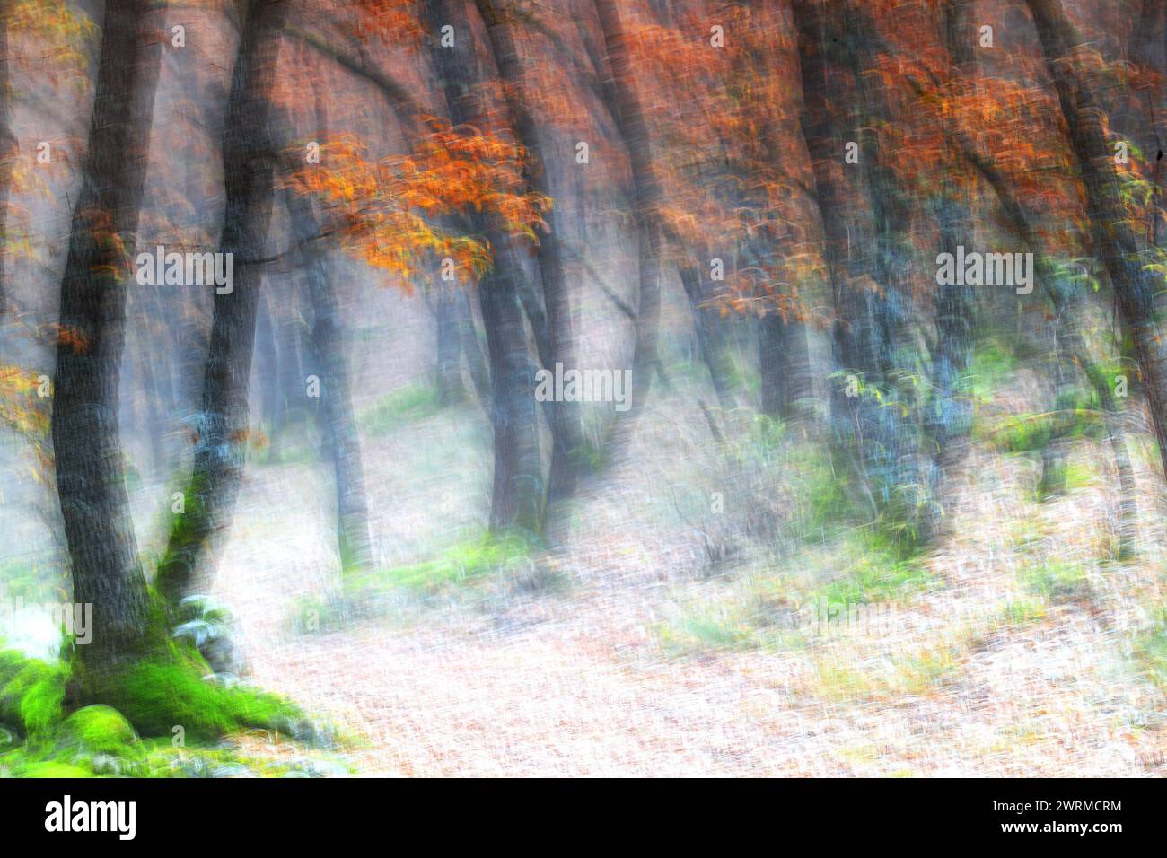 Artistic rendering of an autumnal forest path with a dreamlike, blurred ...