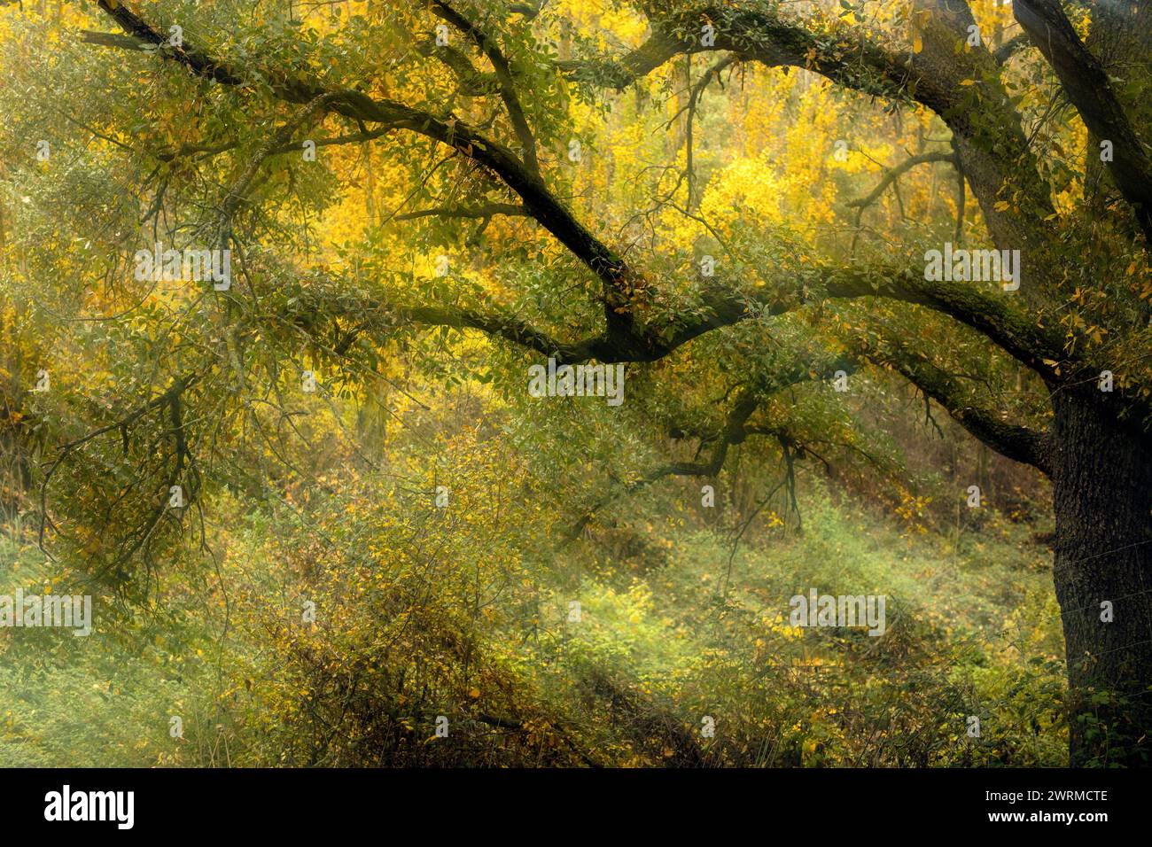 A captivating view under a Cascadeño oak tree canopy with sunlight ...