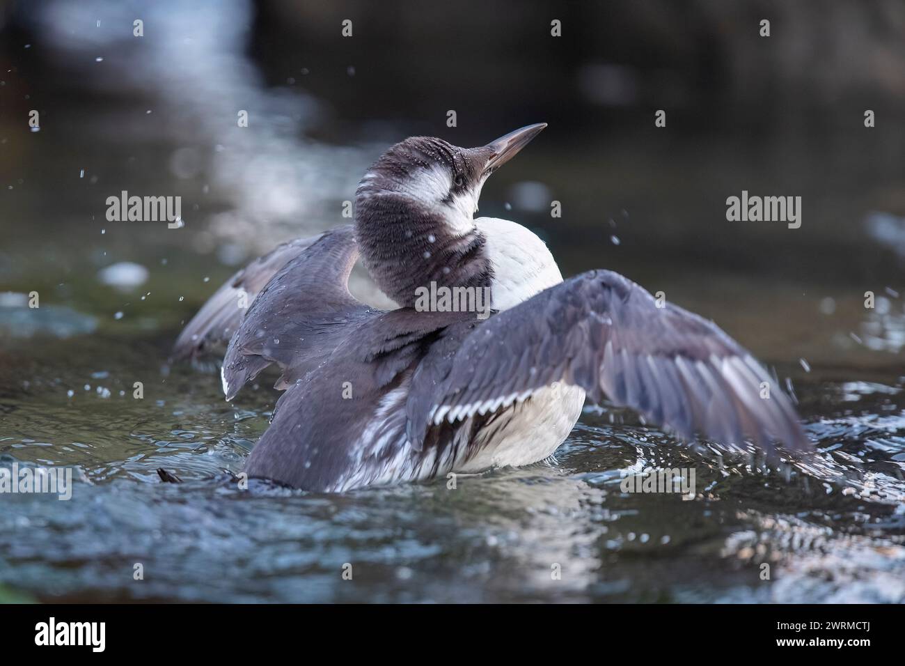 Mid water adaptation hi-res stock photography and images - Alamy