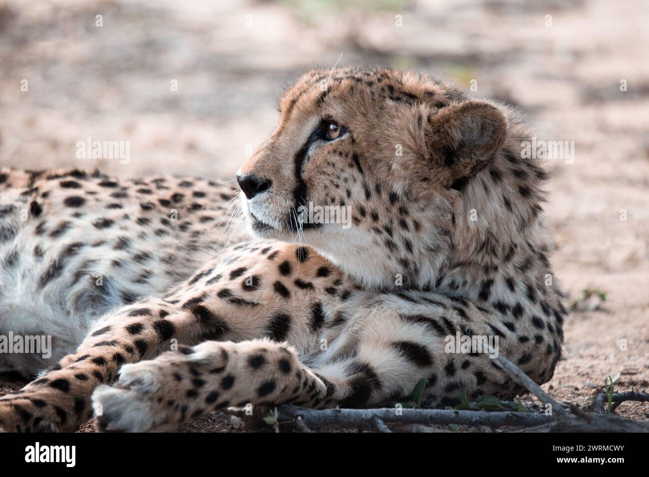 cheetah, photographed in Namibia Stock Photo - Alamy
