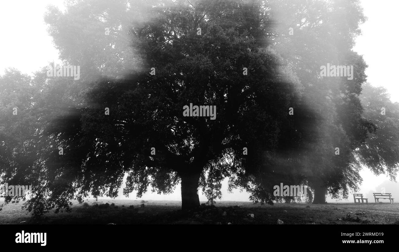 Serene peaceful atmosphere captures Black and White Stock Photos ...