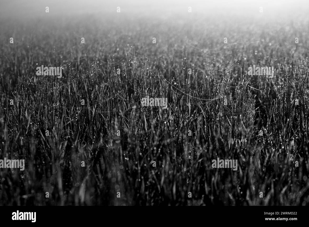 Atmosphere freshness Black and White Stock Photos & Images - Alamy