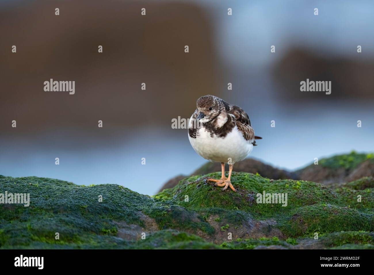 A ruddy turnstone bird stands atop a green, moss-covered rock with a ...