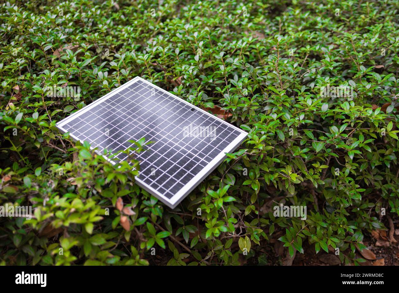 Small solar panel rests on a dense bed of green leaves, illustrating ...