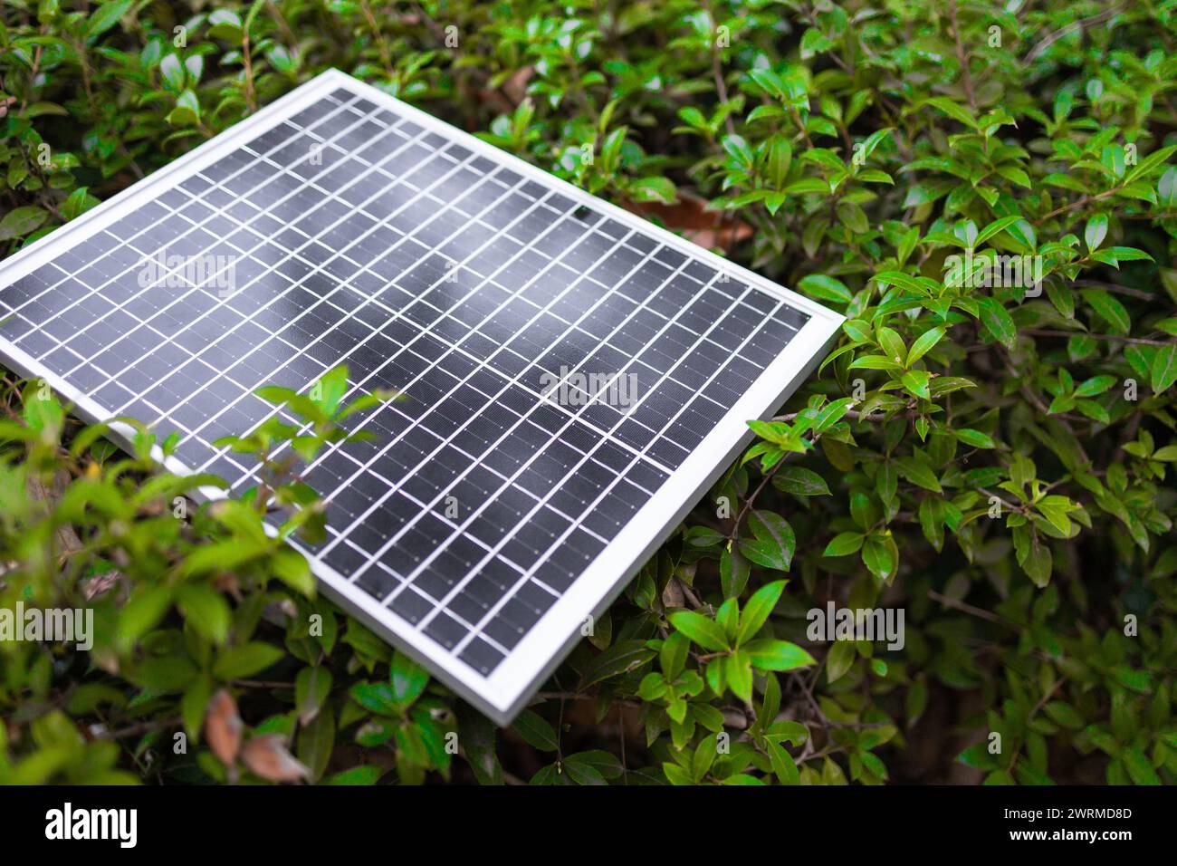 A small, eco-friendly solar panel sits nestled among dense green leaves ...
