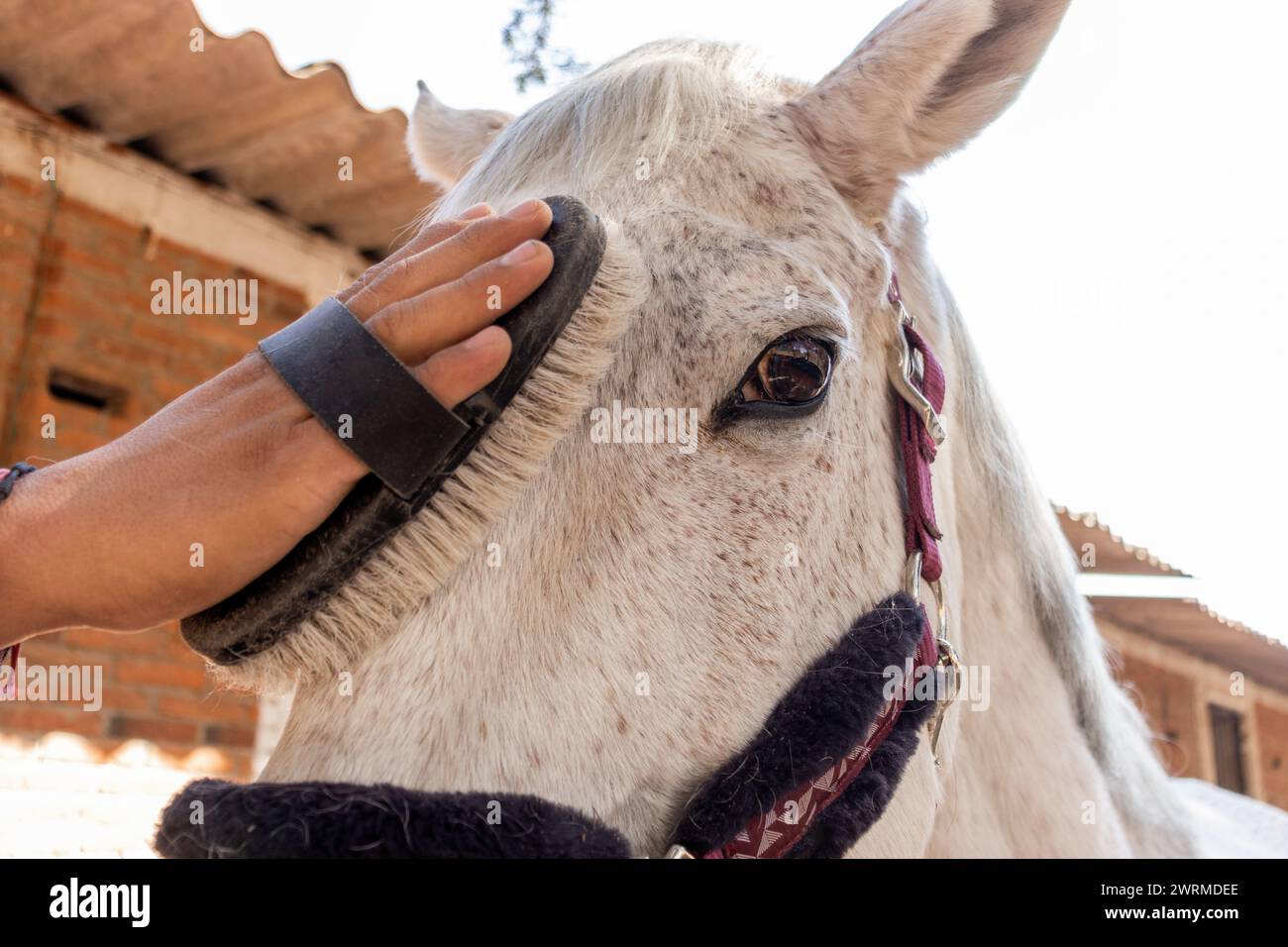 Equine and human connection hi-res stock photography and images - Alamy
