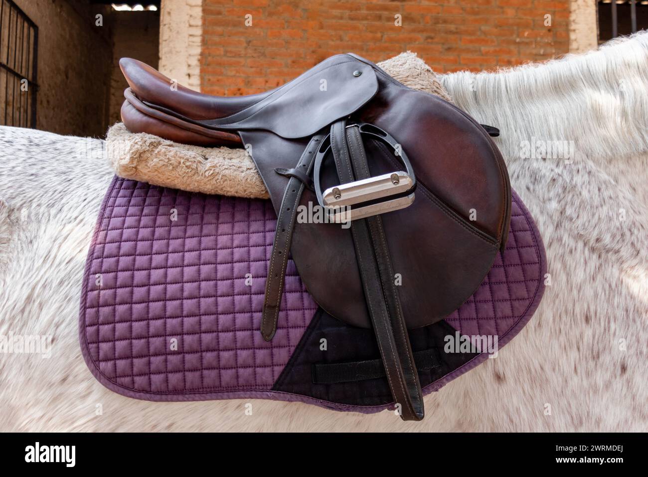 Close-up of leather horse saddle on a white horse with a purple saddle ...