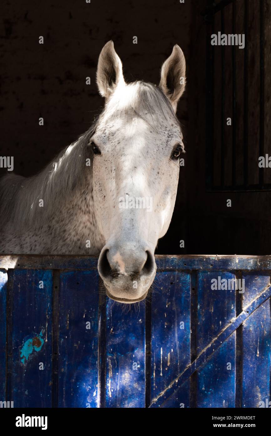 A curious white horse looks over a weathered blue stable door, catching ...