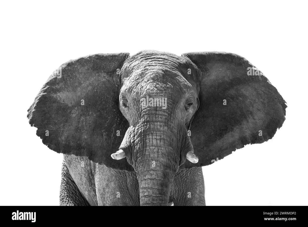 Elephant in Namibia Stock Photo - Alamy