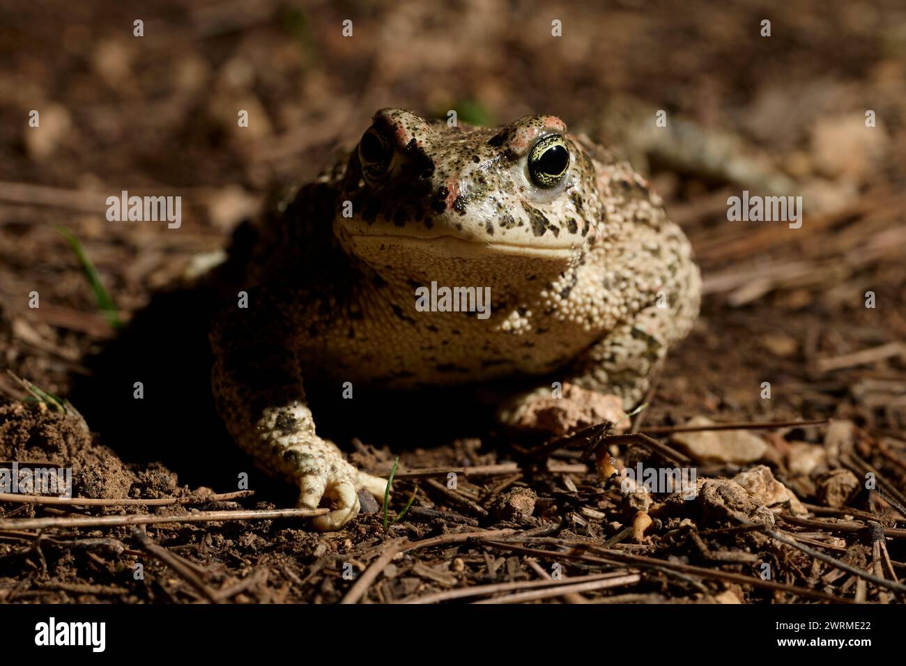 Natterjack toad sitting on ground hi-res stock photography and images ...
