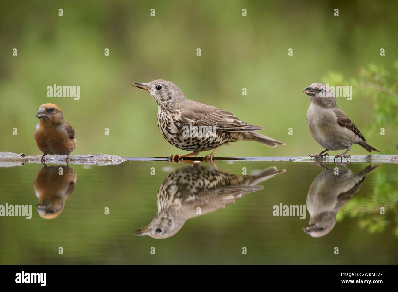 Three different species of birds congregating around a clear reflective ...