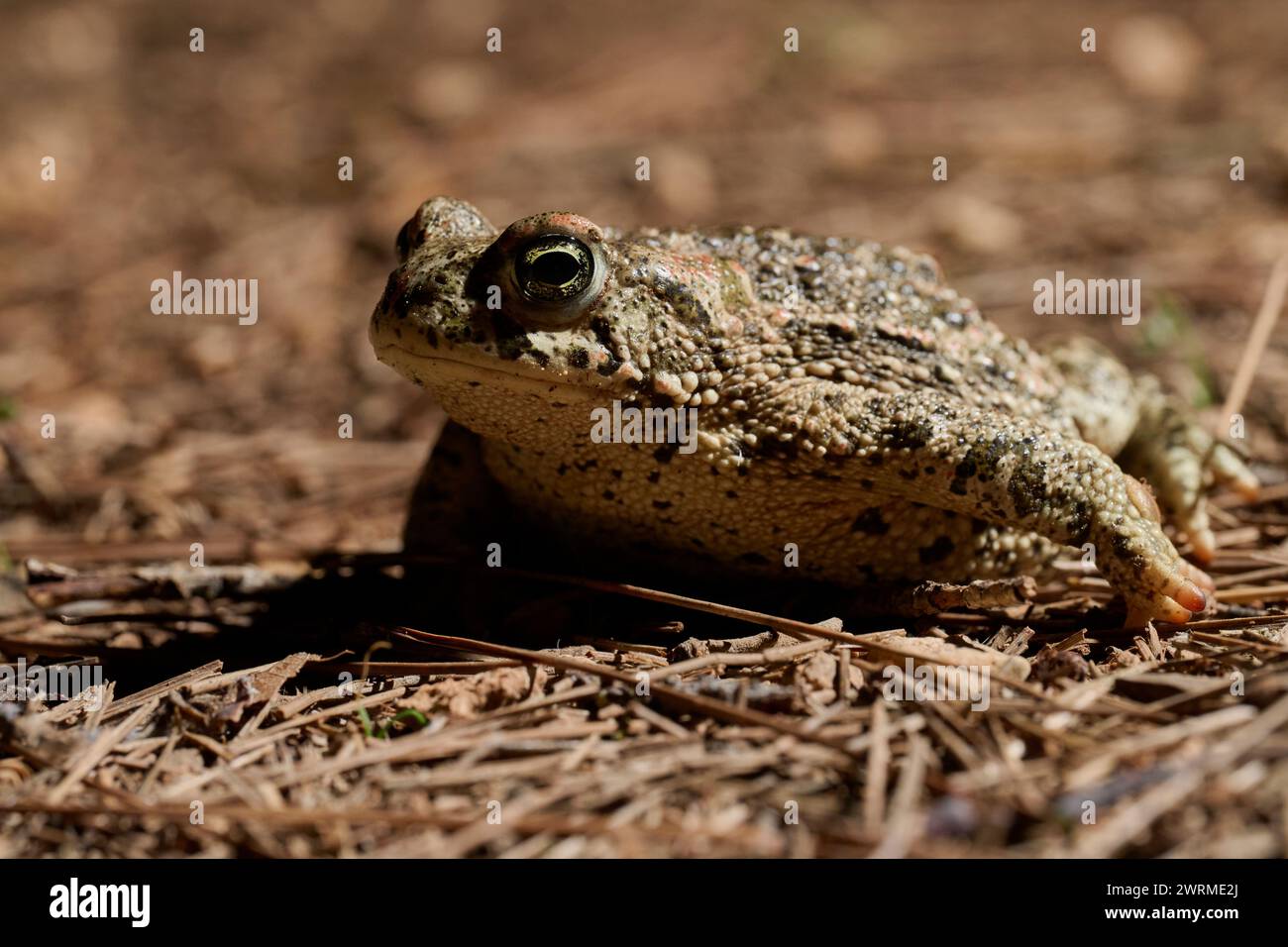 A detailed image showing a close-up of a toad blending into its natural ...
