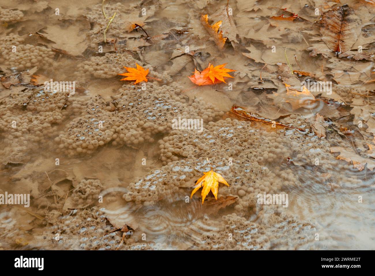 Vibrant autumn leaves float atop a gently rippled water surface, marked by the soft patter of ...
