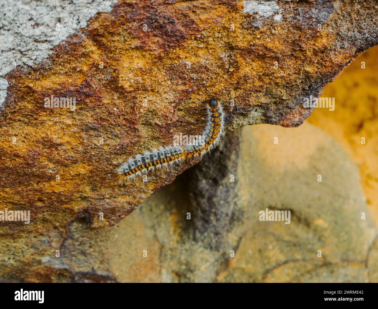 A caterpillar traverses the vibrant, multi-hued rock surfaces of the ...