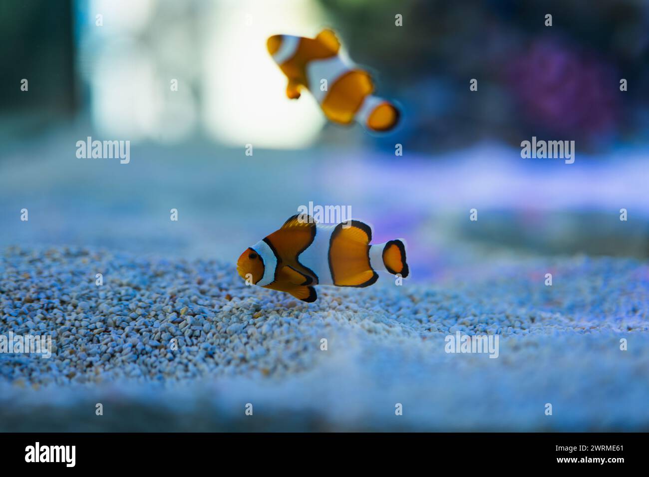 Two vibrant clownfish navigate through the tranquil waters of their ...