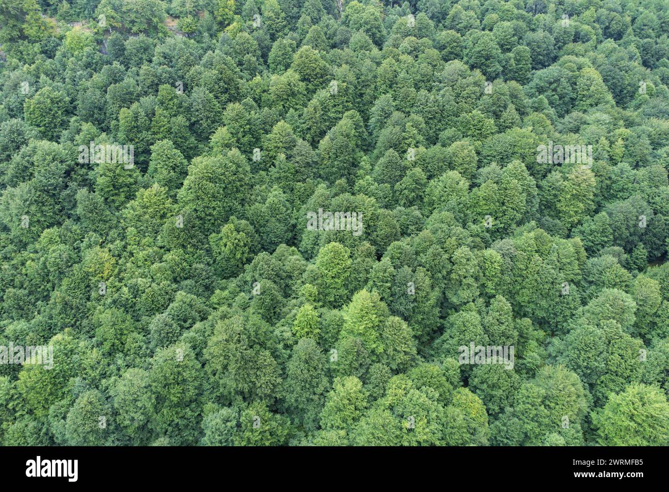 An aerial shot captures the lush greenery of a vast forest canopy ...