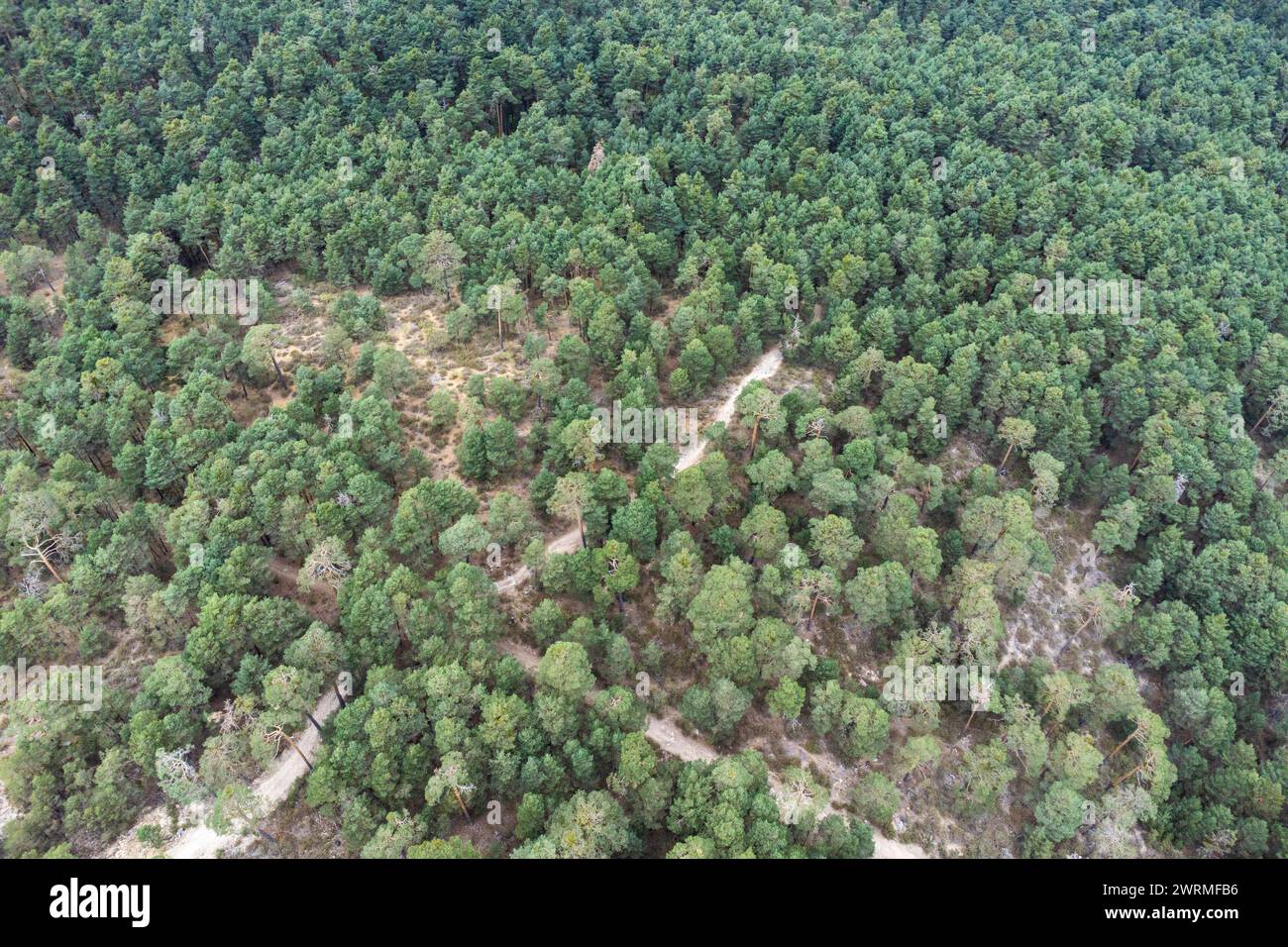 A bird's-eye view capturing the dense canopy of a green forest with ...