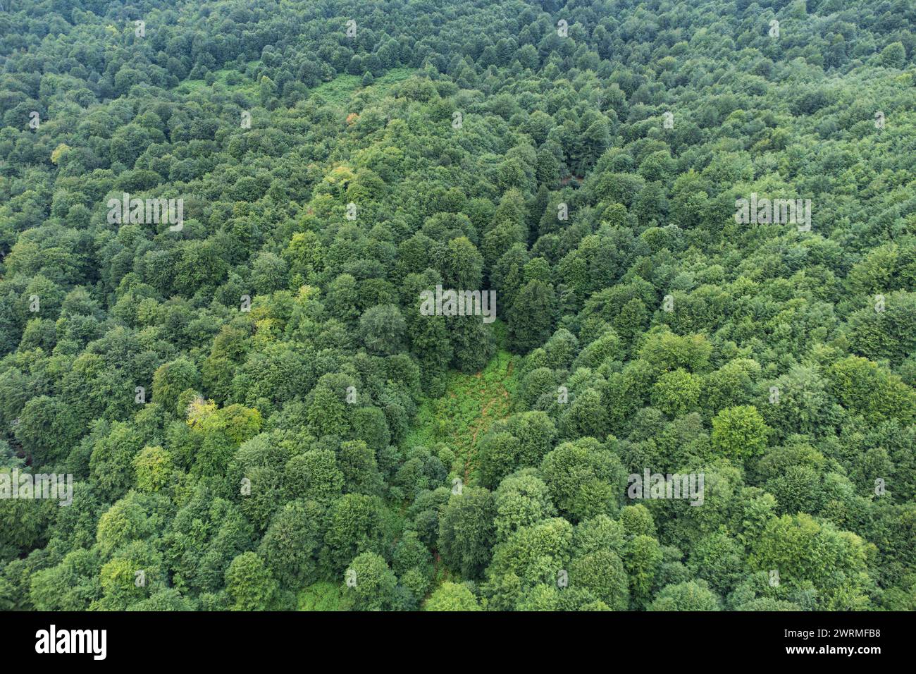 An expansive aerial perspective showcases the lush canopy of a vibrant ...