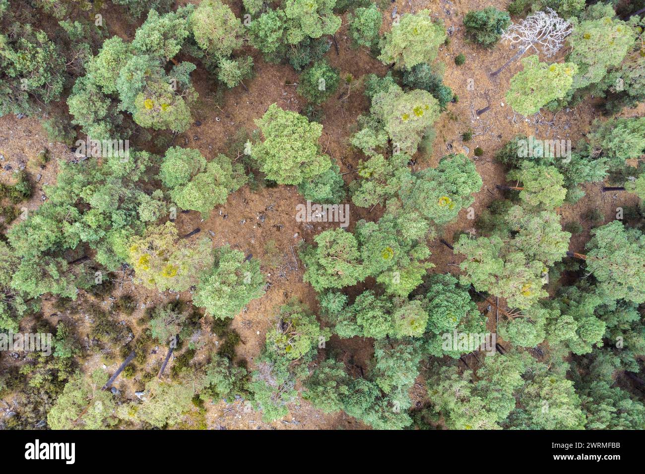 A bird's eye view captures the lush canopy of a dense forest ...