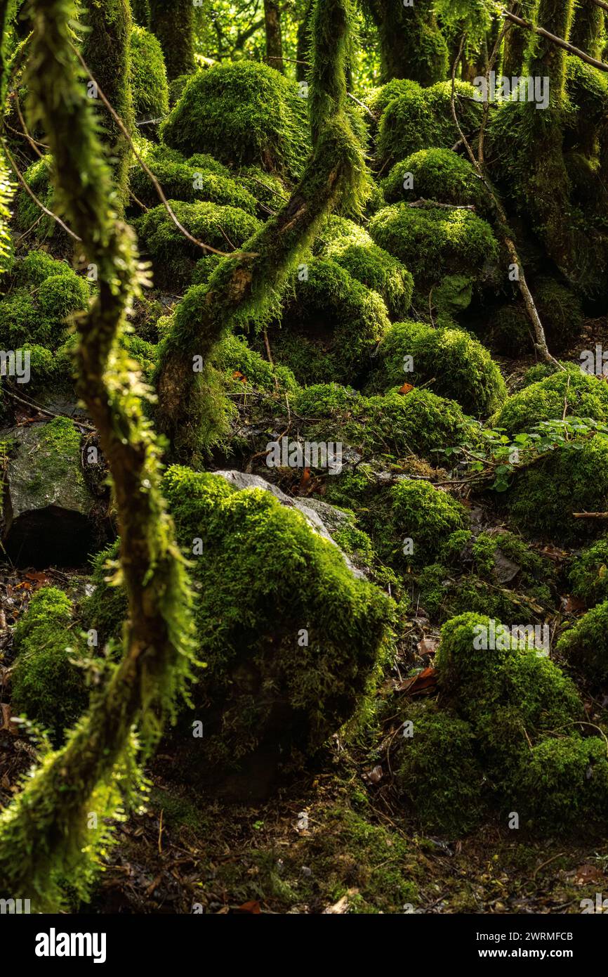 Damp terrestrial habitat hi-res stock photography and images - Alamy