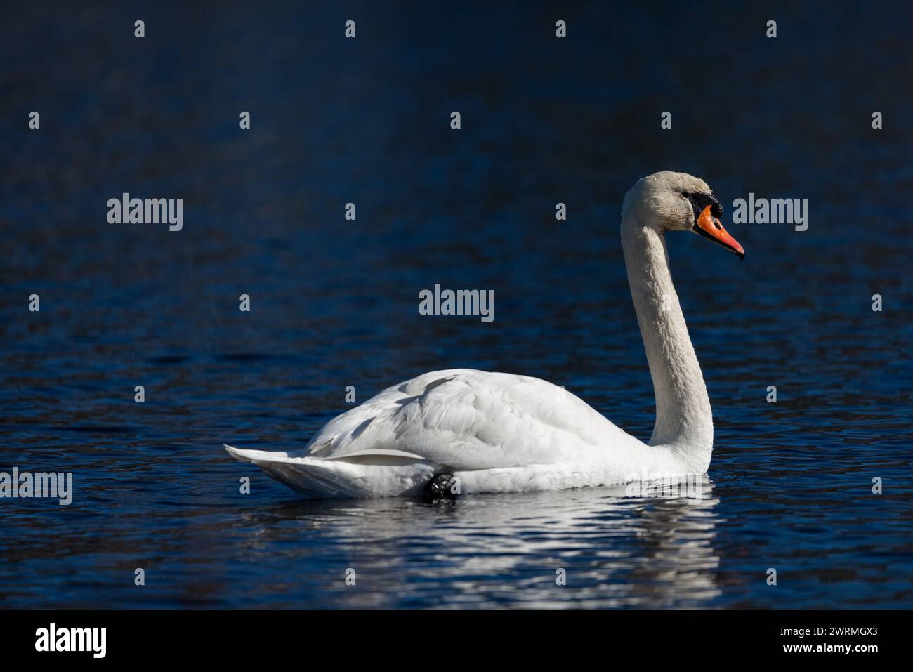 One beautiful white swan hi-res stock photography and images - Alamy