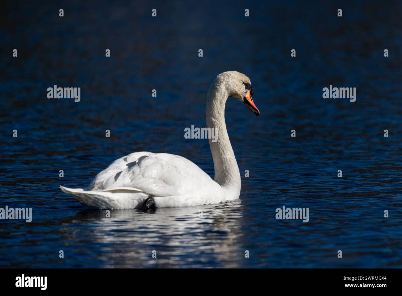 White swan on blue background hi-res stock photography and images - Alamy