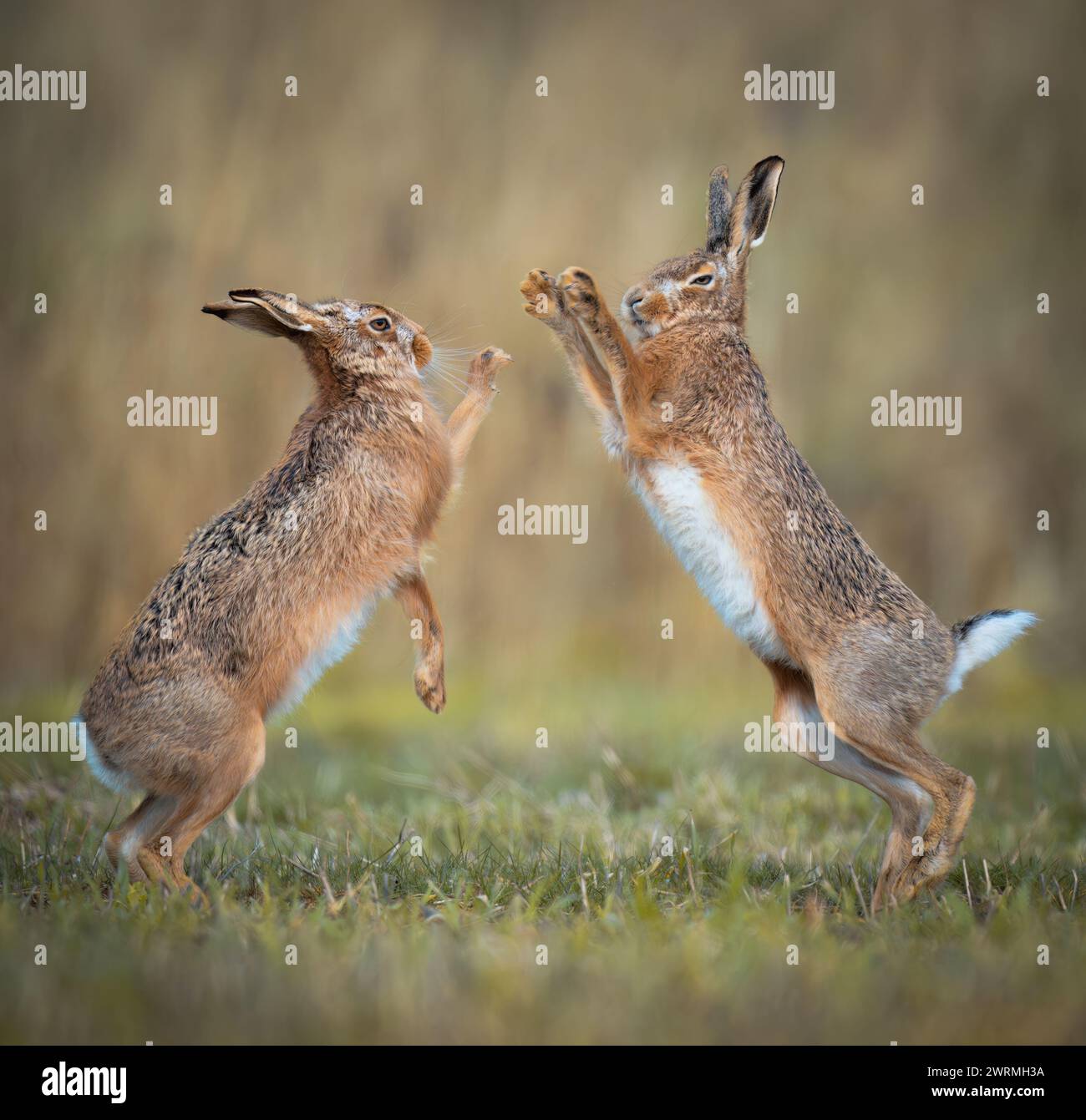 Boxing hares hi-res stock photography and images - Alamy