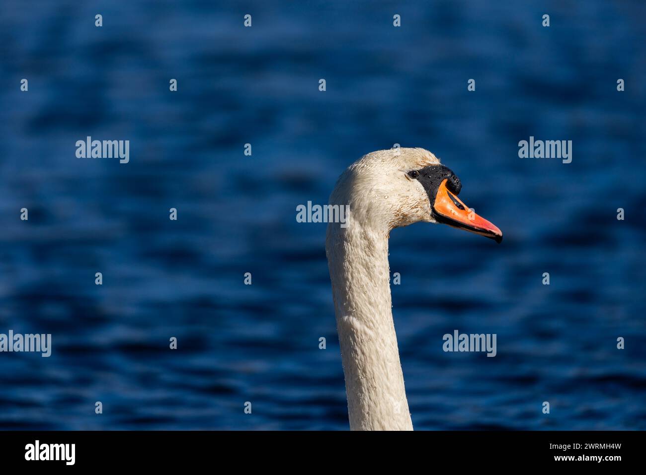 Swan head shot hi-res stock photography and images - Alamy