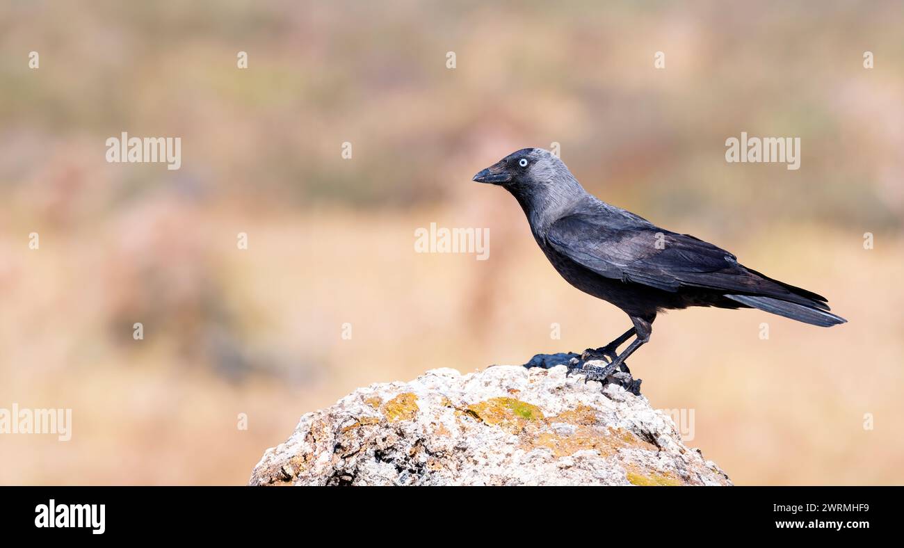 The western jackdaw, Coloeus monedula, also known as the Eurasian ...