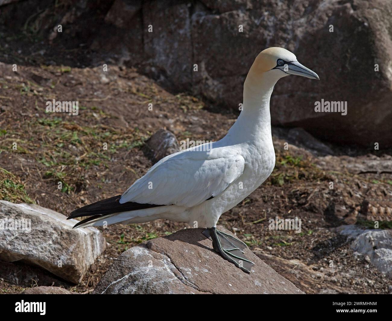Northern gannet hi-res stock photography and images - Alamy