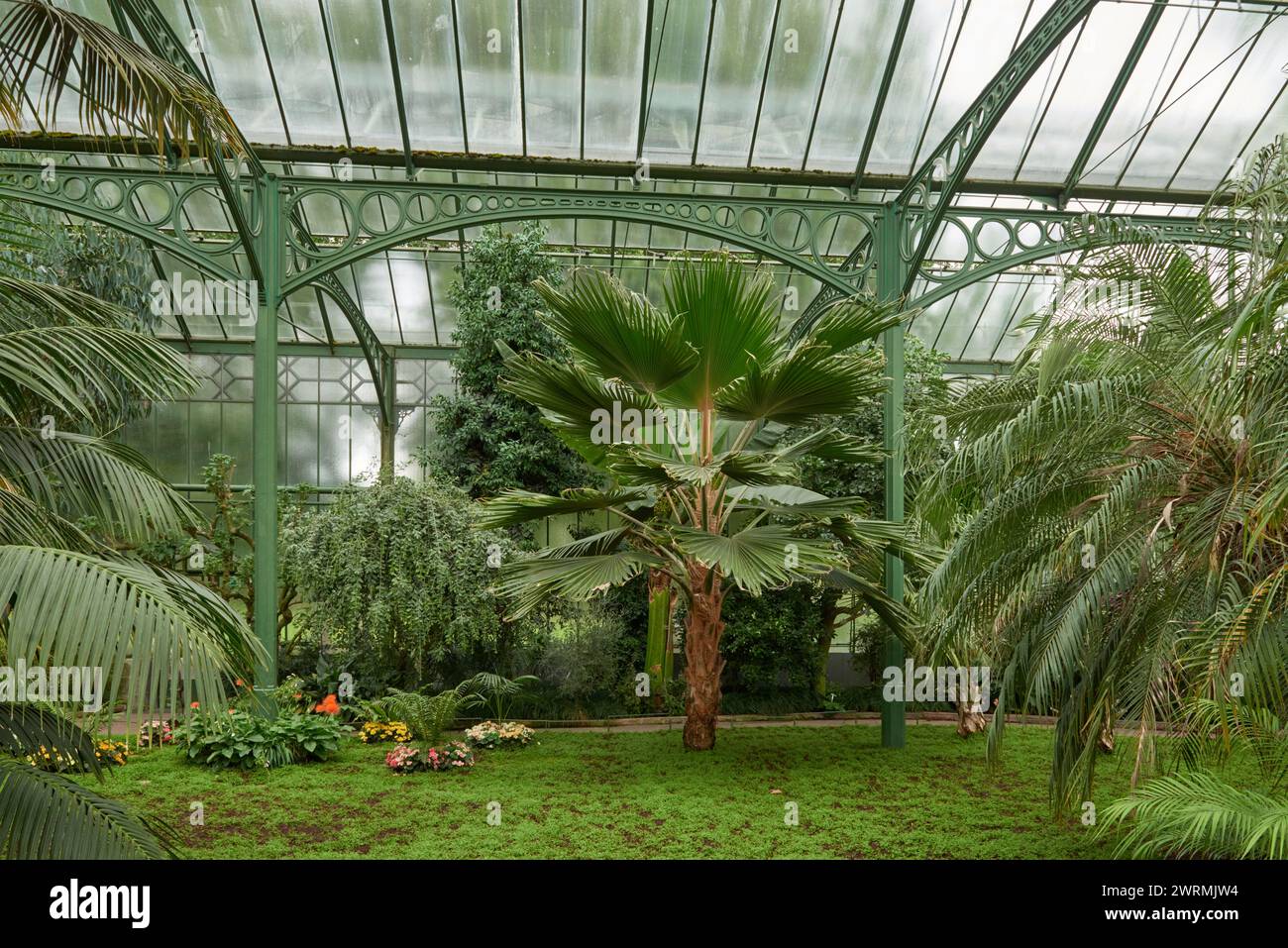 Amazonian Ecosystem Enchantment: Nature's Wonders in the Botanical ...