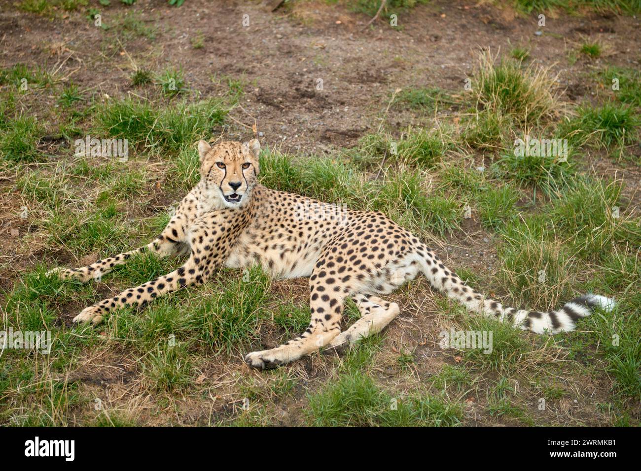 Leopards respite hi-res stock photography and images - Alamy
