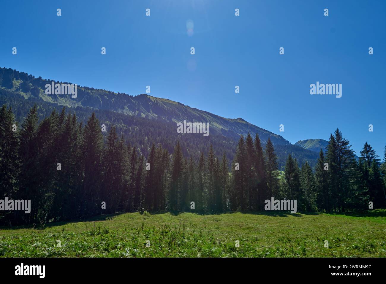 Alpine Meadows, Pine Forests, and the Azure Sky. Summer Meadows and ...