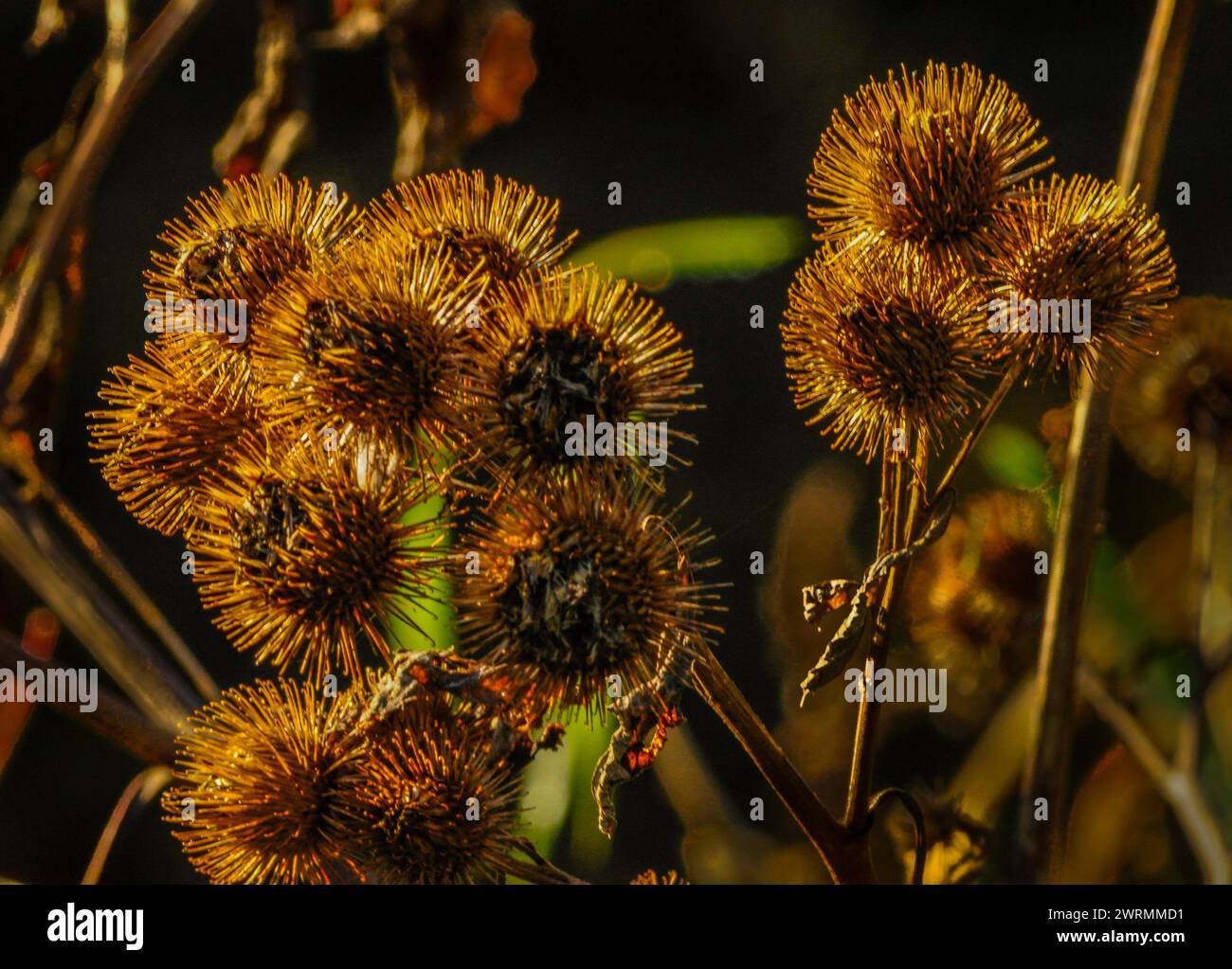 Burdock seed hi-res stock photography and images - Alamy