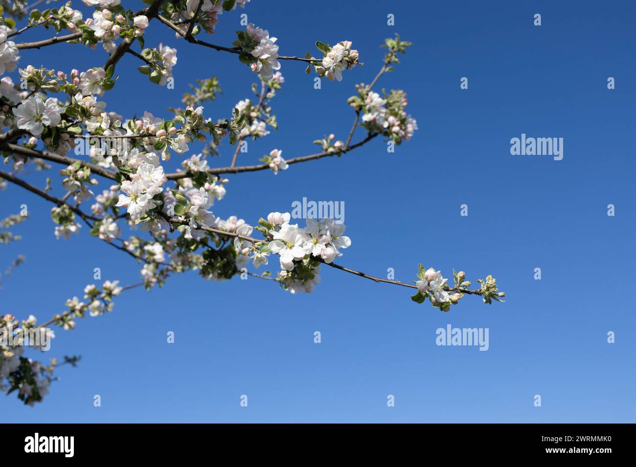 Tree branch hi hi-res stock photography and images - Alamy