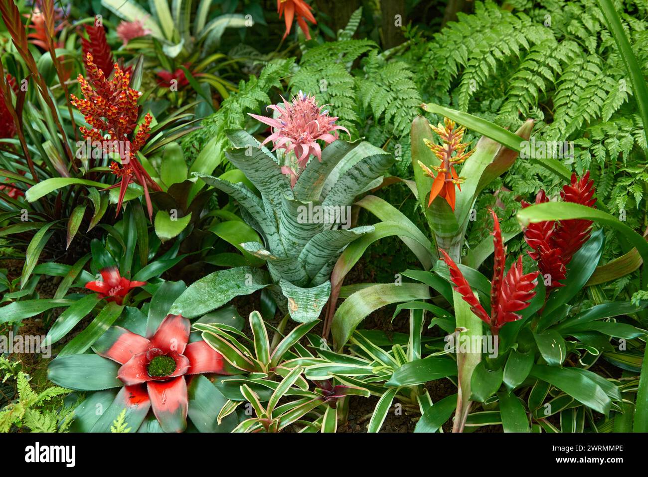 Aechmea Elegance: Discovering the Beauty of Bromeliads. The vibrant ...