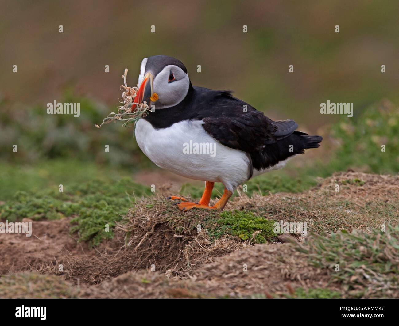 Atlantic puffin standing with nesting material Stock Photo - Alamy