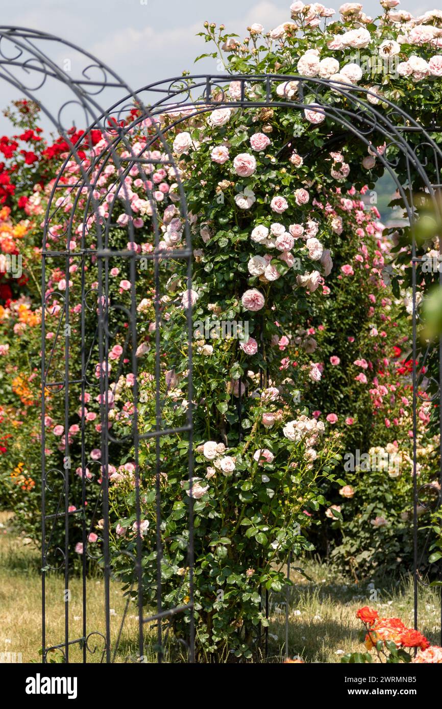 Rose arches hi-res stock photography and images - Alamy
