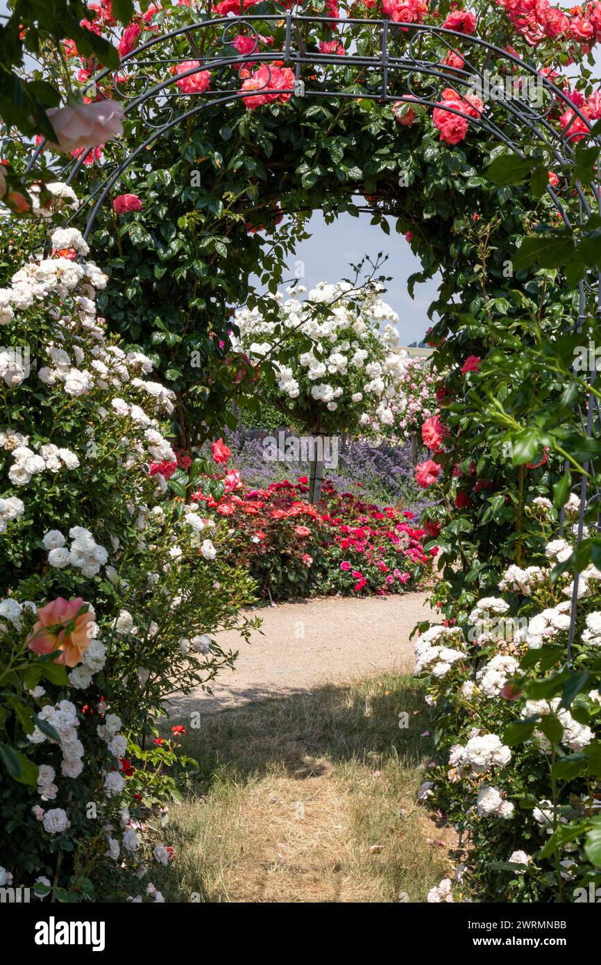 a footway between a variety of rose bushes with different colors in ...
