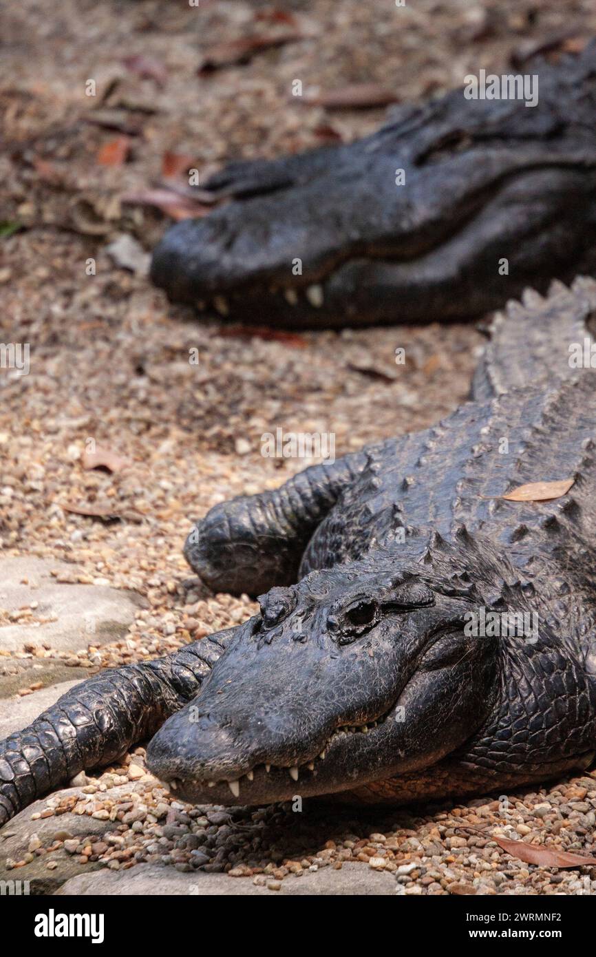 A Florida alligator swimming in the clear waters of the Crystal Springs ...