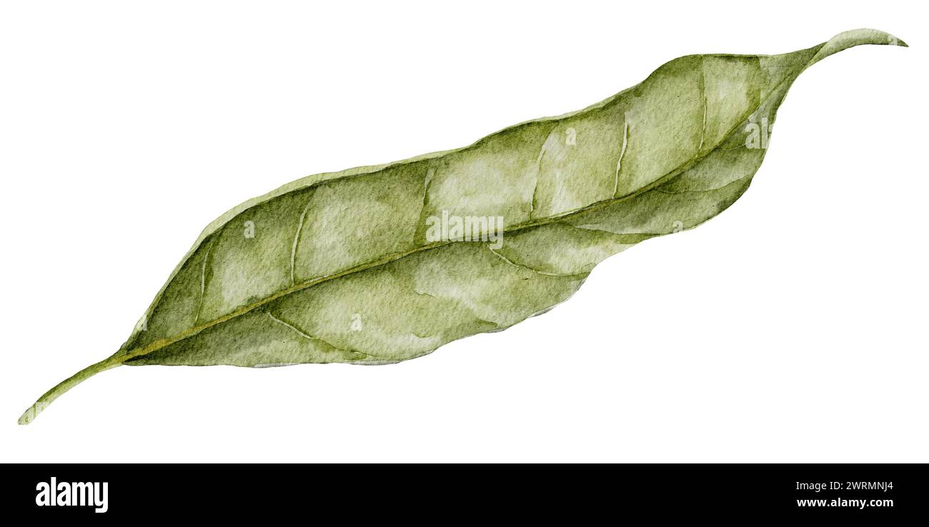 Leaf Watercolor illustration. Hand drawn clip art on isolated ...