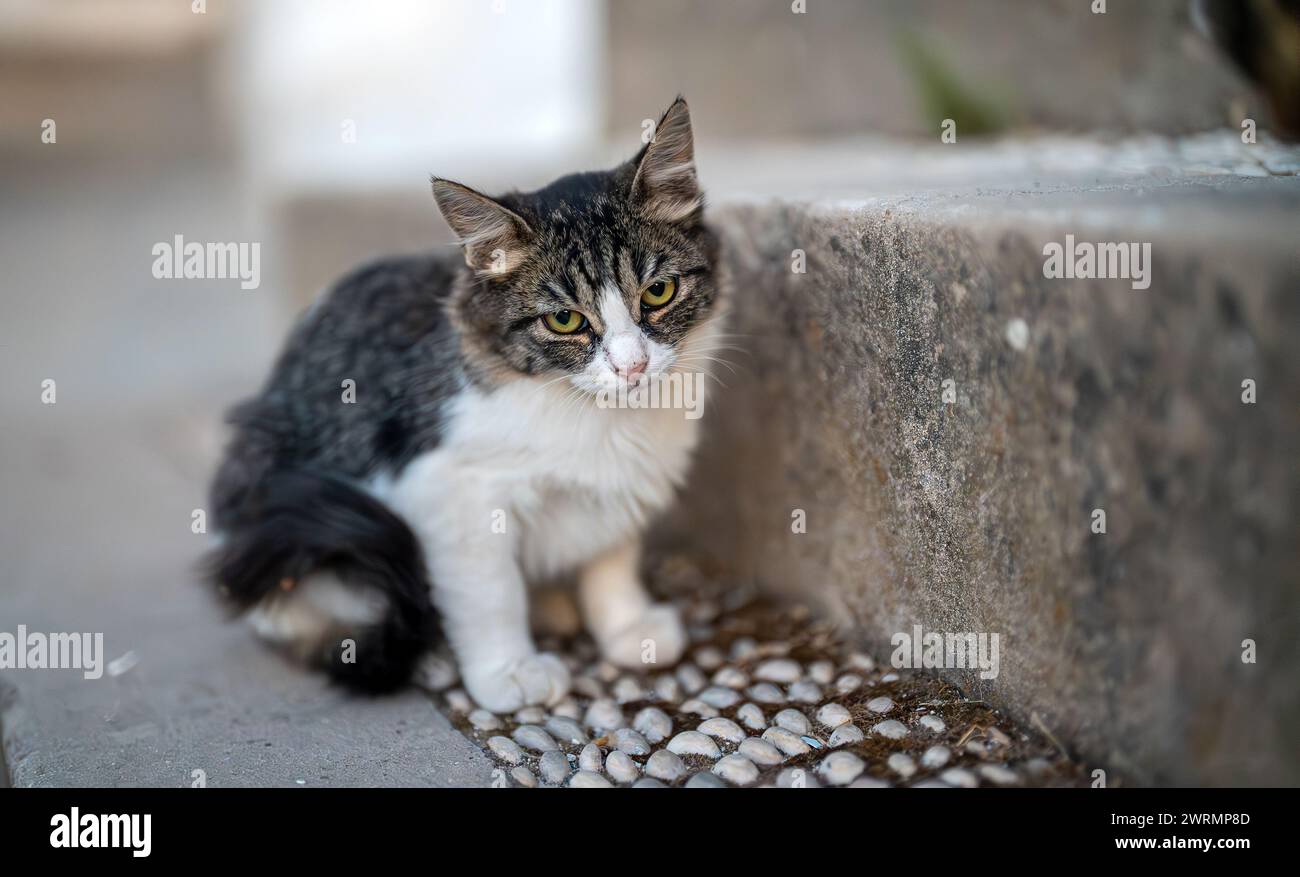 Scared stray cat sitting hi-res stock photography and images - Alamy