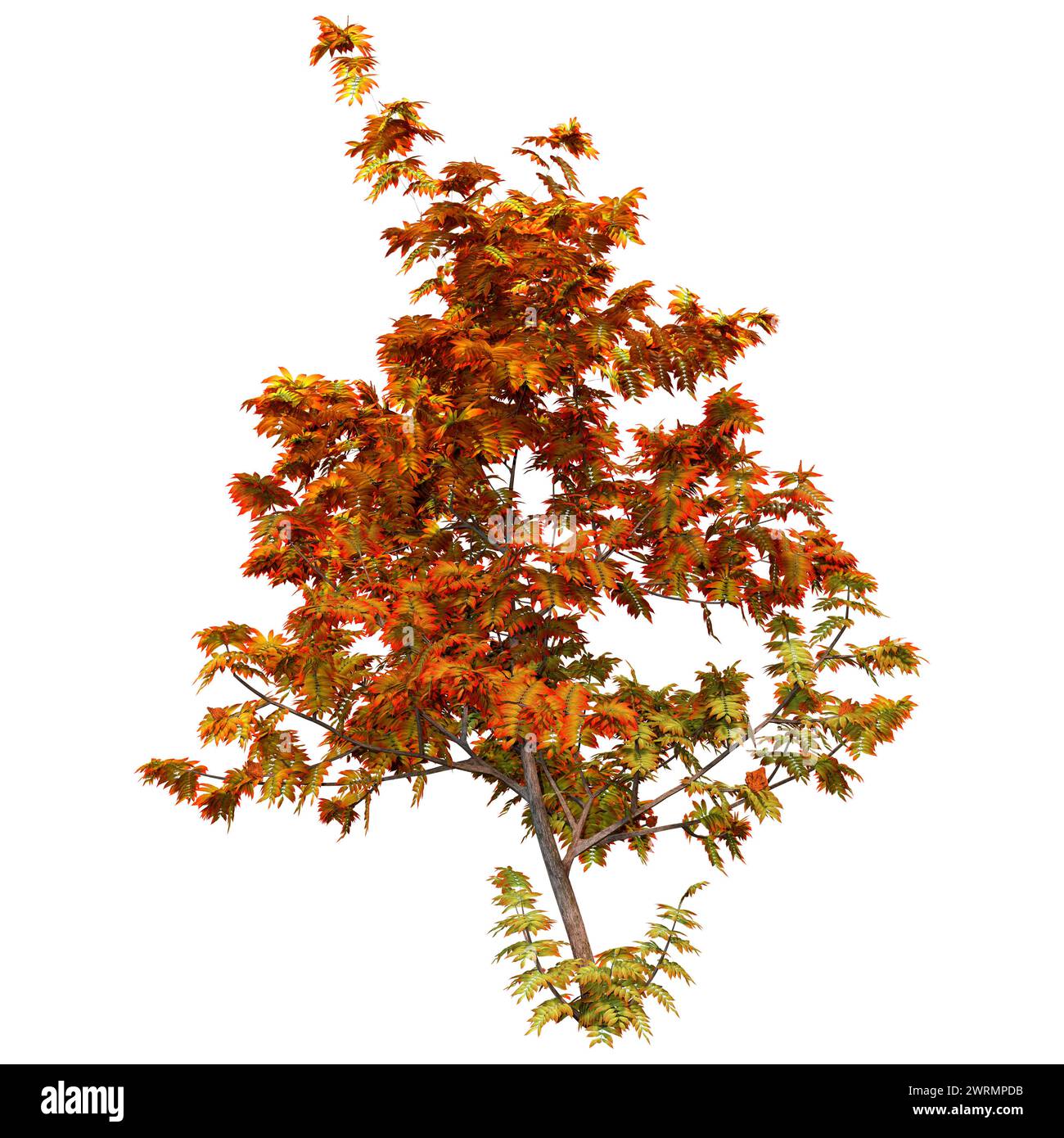 3D rendering of a sumac or sumach tree isolated on white background ...